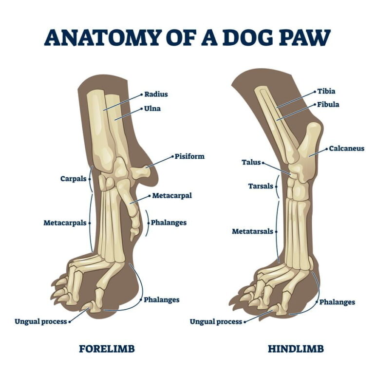 Anatomie Des Articulations Du Chien – MTSIVC