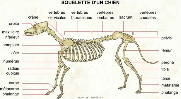 Découvrez l'anatomie du chien en images fascinantes - Un guide visuel ...