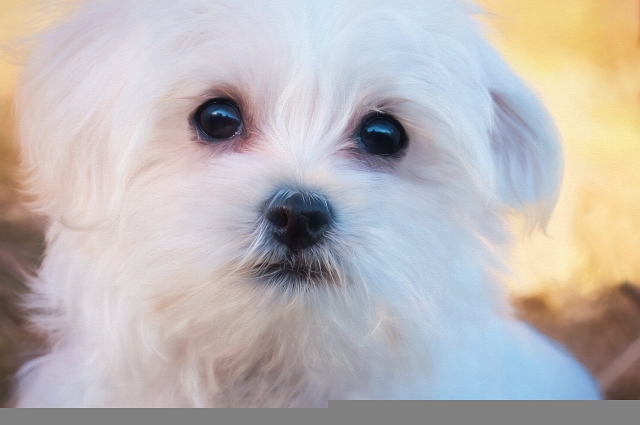 Tout savoir sur le bichon maltais : caractère, soins et conseils