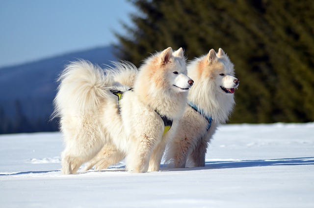 Le Samoyede : caractère, alimentation, éducation tout savoir sur cette race