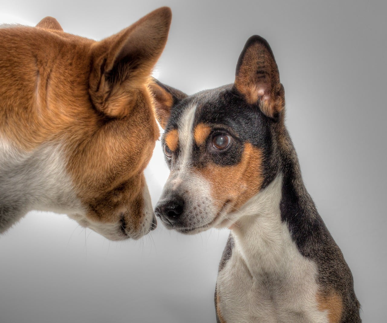 Découvrez le Basenji : un chien unique et fascinant | Tout savoir sur ...