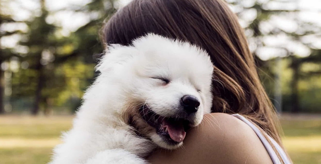 Renforcez le lien avec votre chien grâce à des méthodes positives