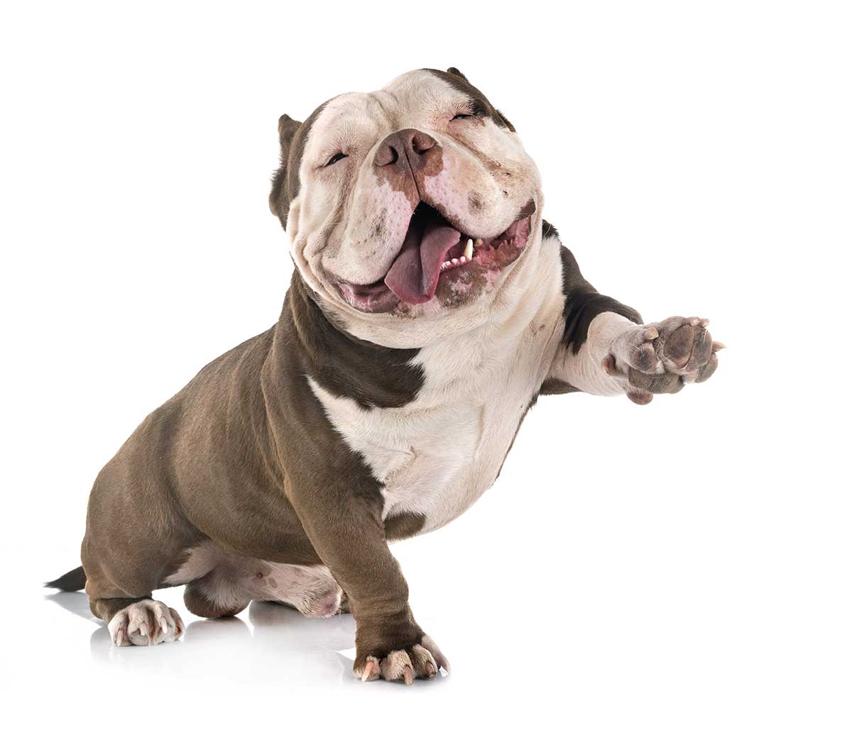 L'American Bully : découvrez cette race de chien fascinante et pleine ...