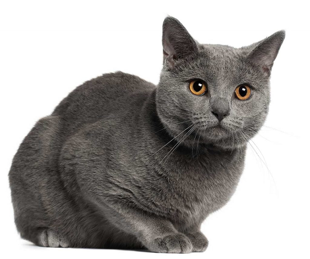 Le Chartreux : découvrez la race de chat au charme mystérieux