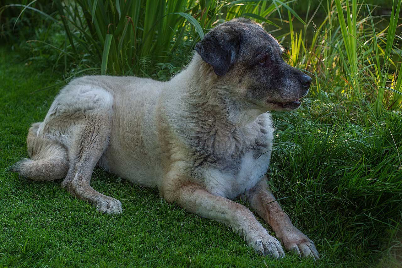 Le Kangal, le Berger d'Anatolie : découvrez ce chien puissant et ...