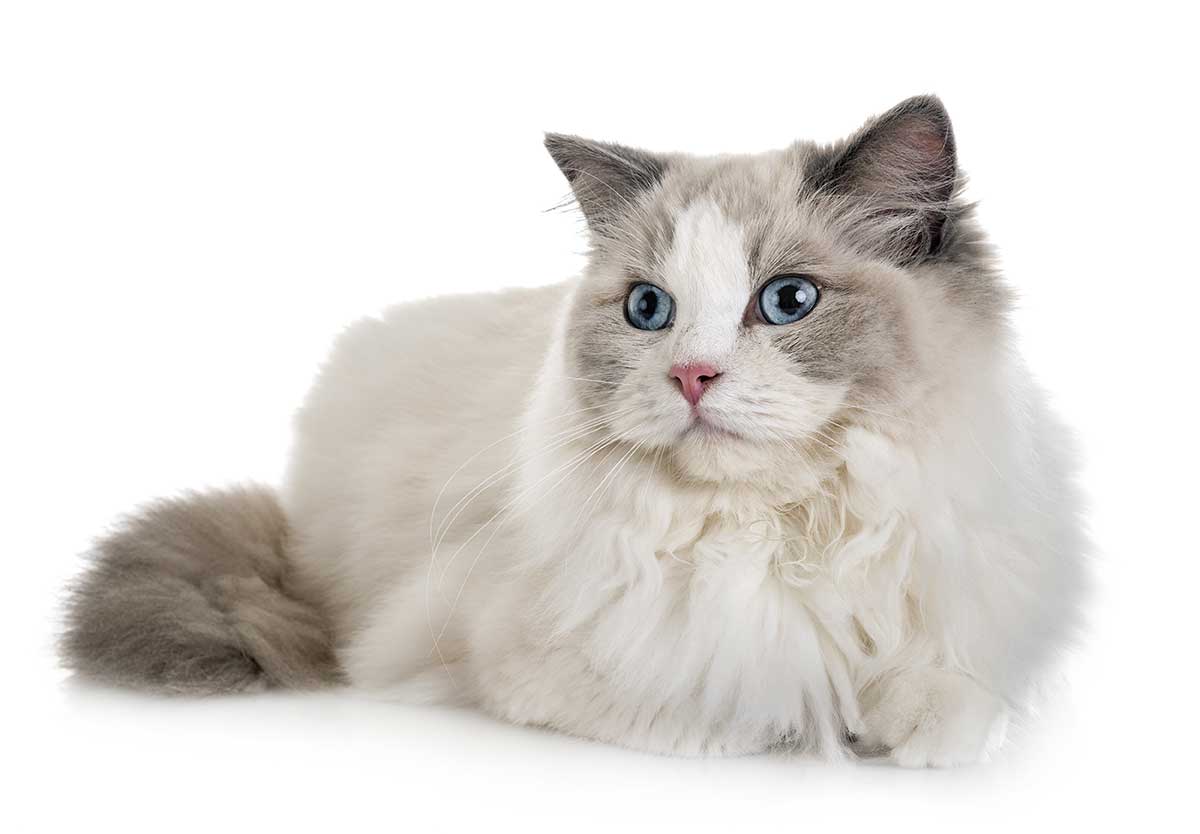 Le Ragdoll : découvrez cette race de chat douce et attachante