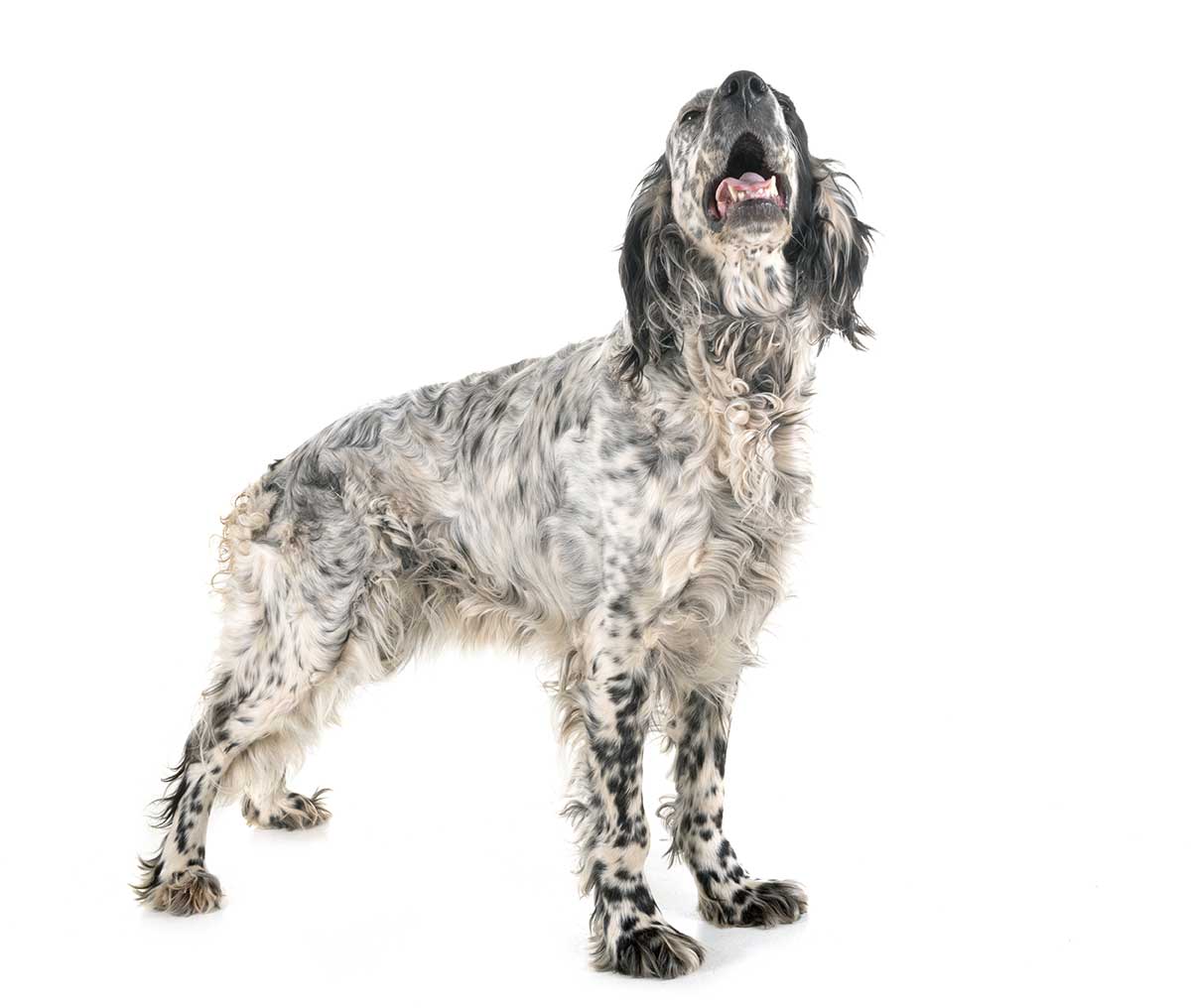 Le Setter anglais : découvrez cette race élégante et passionnante