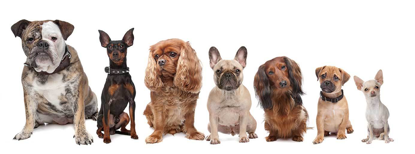 Découvrez les adorables petits chiens de race - Top 5 à ne pas manquer!