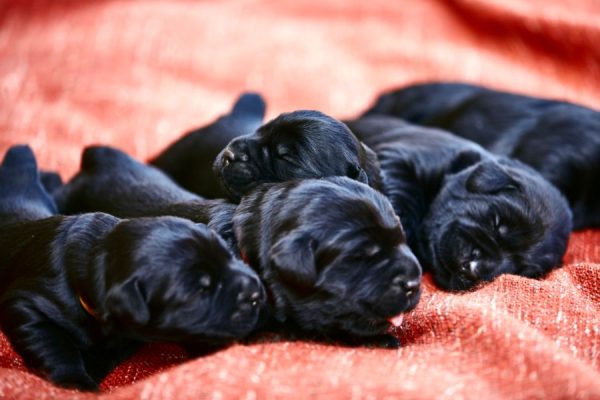 L'accouplement d'un chien et d'une chienne : découvrez les secrets de ...