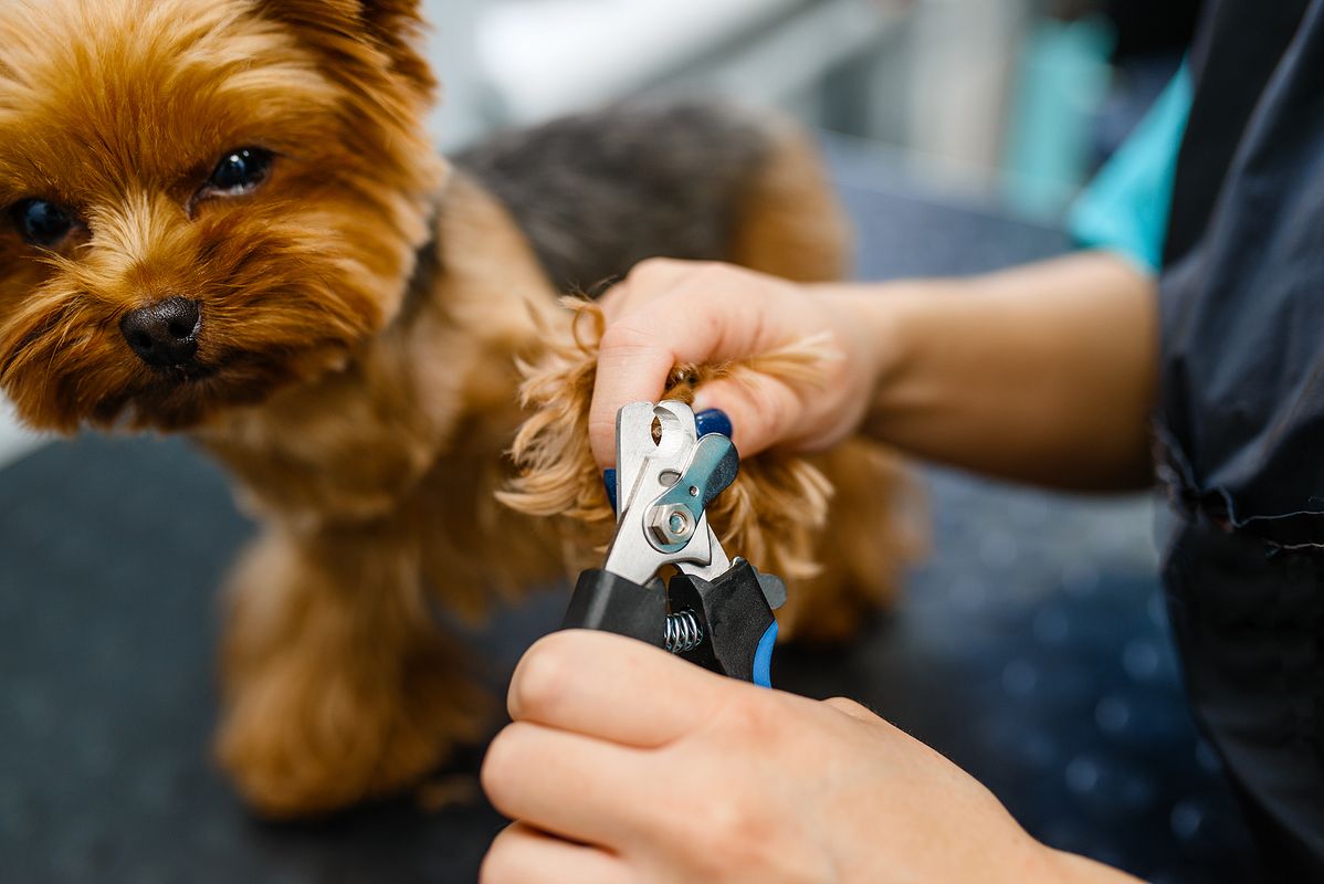 Les secrets des soins quotidiens pour chouchouter votre chien