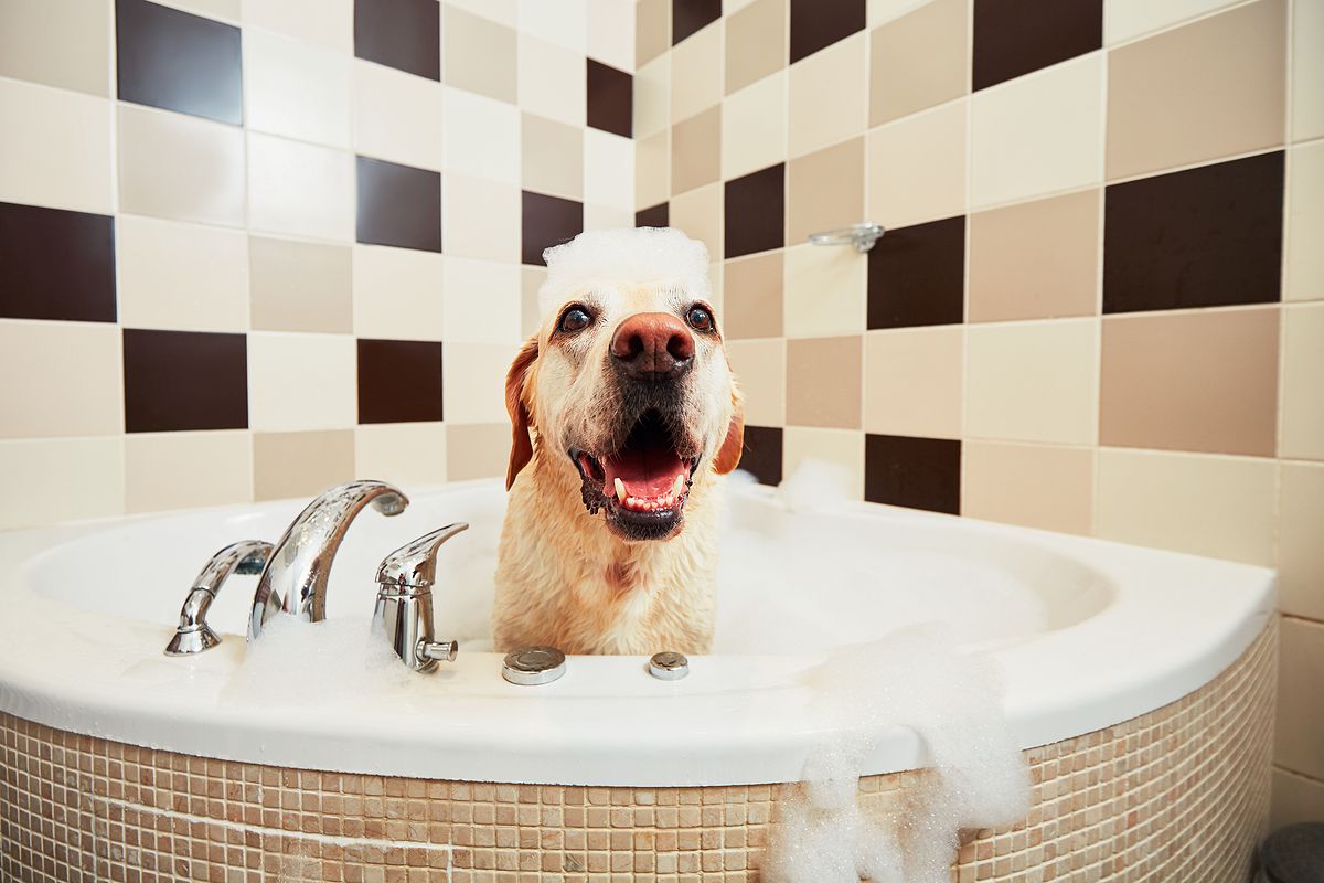 Les secrets des soins quotidiens pour chouchouter votre chien