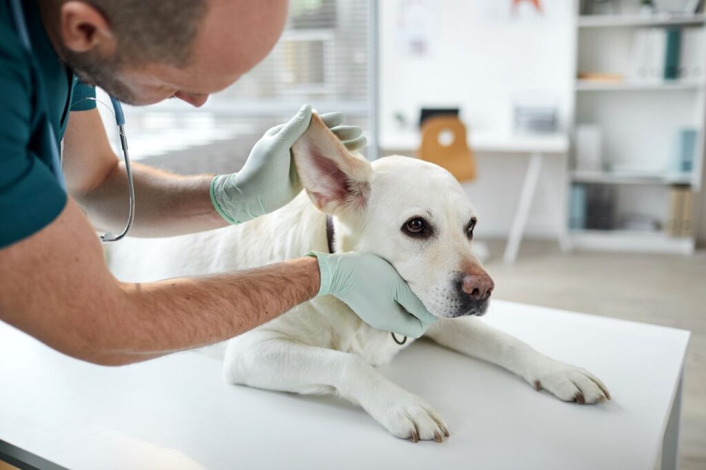 Guide pratique pour une hygiène parfaite de votre chien : conseils et ...