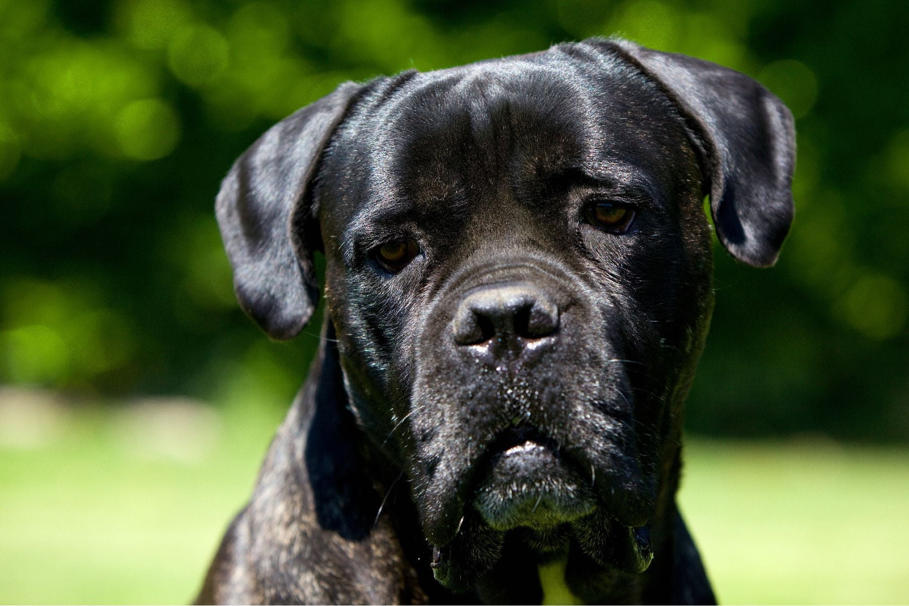 Découvrez l'histoire fascinante du Cane Corso, un chien de légende