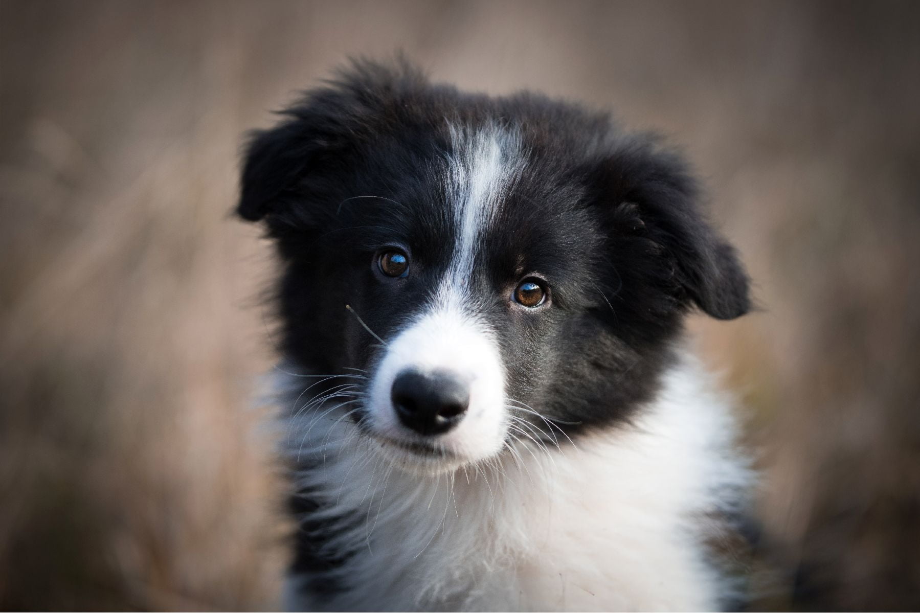 Évitez les erreurs courantes avec votre chiot Border Collie - Guide ...