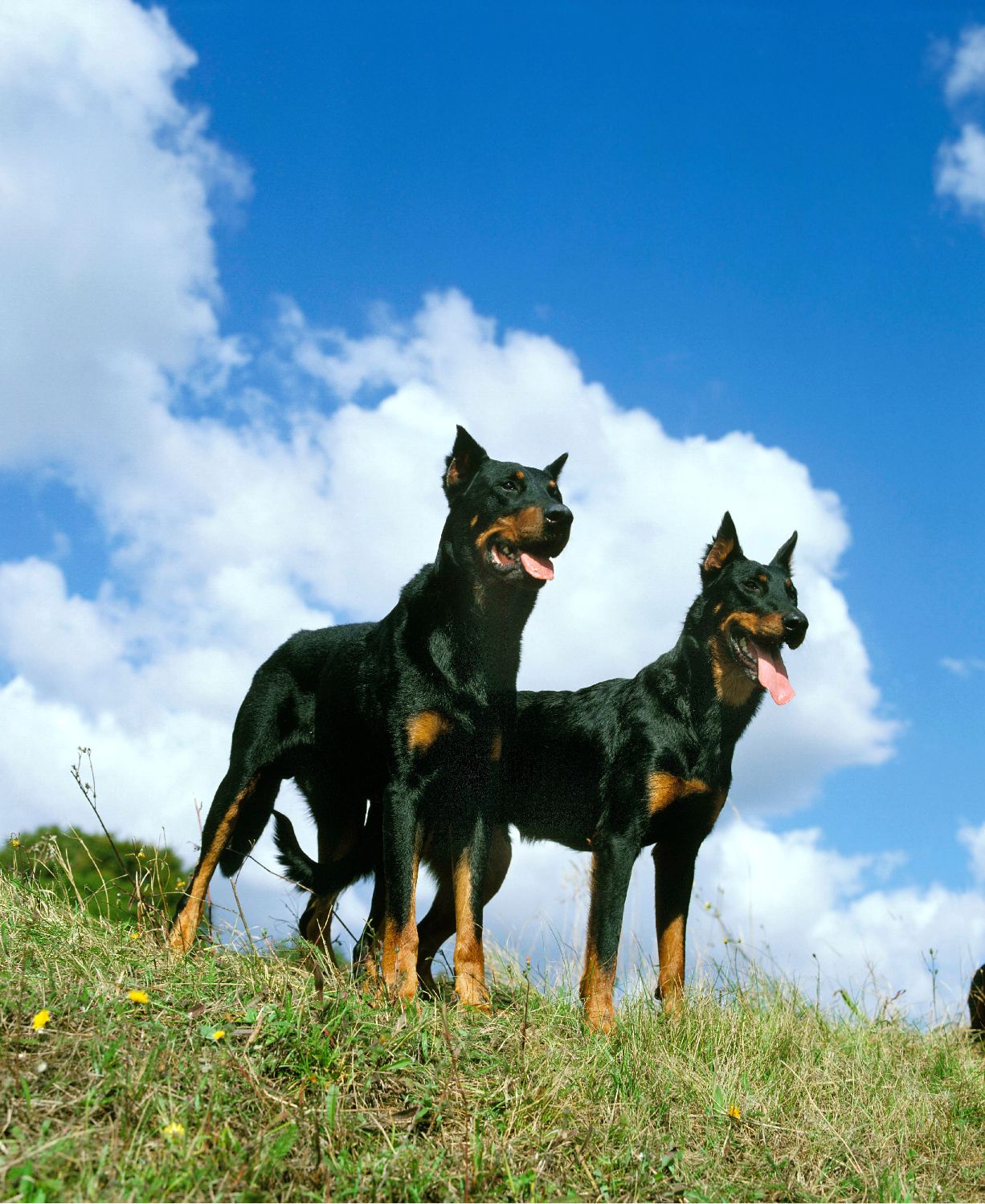 Découvrez les fascinantes histoires et origines du Beauceron - Un chien ...