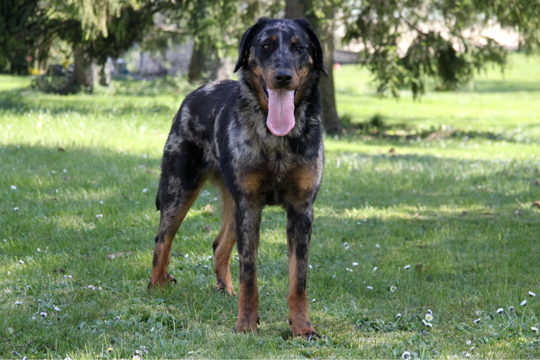 Découvrez les fascinantes histoires et origines du Beauceron - Un chien ...