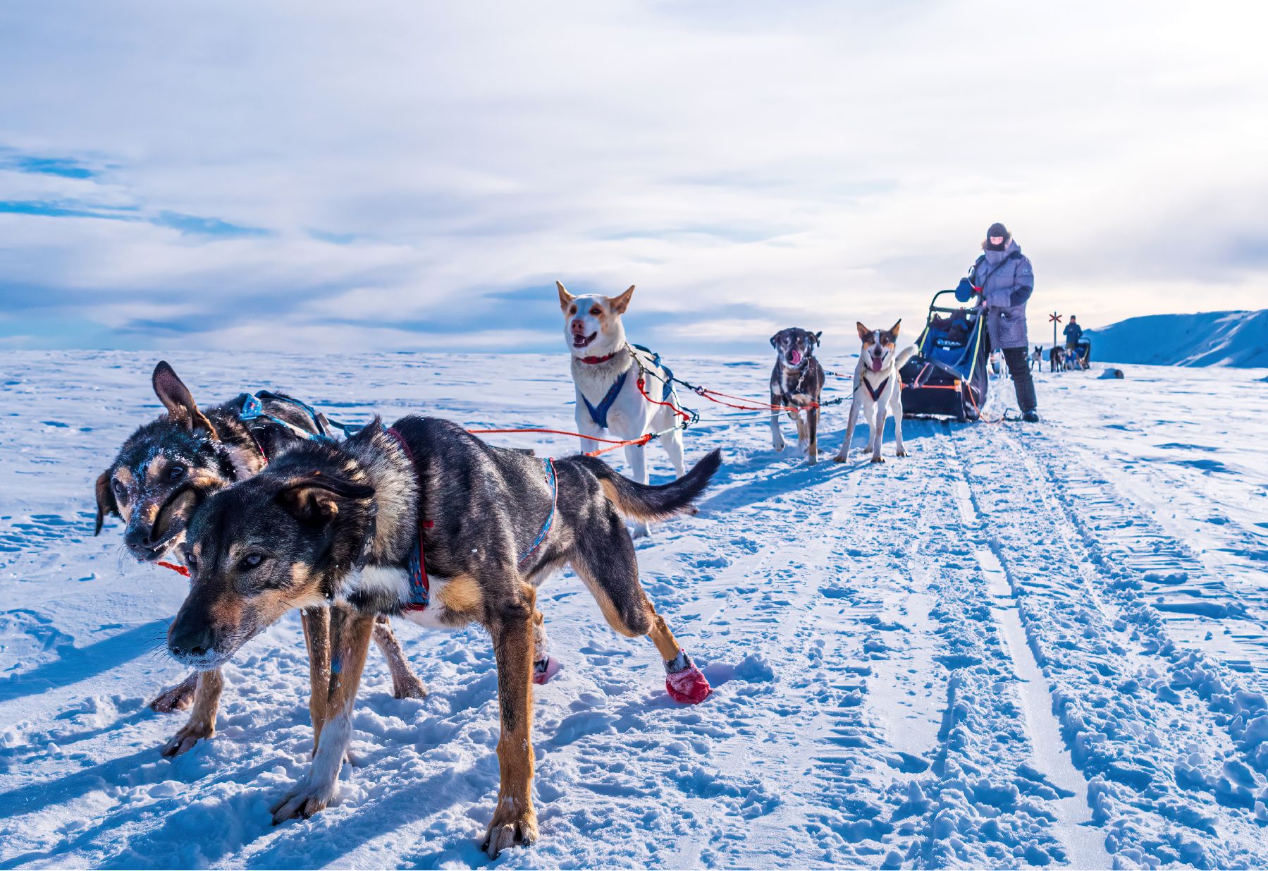 Découvrez l'incroyable histoire du Husky : ses origines fascinantes ...