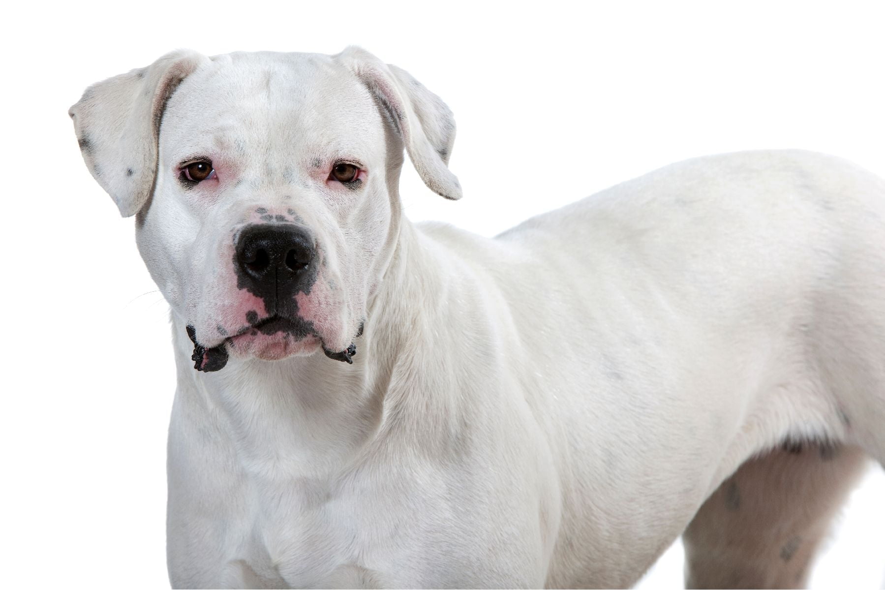Santé et entretien du Dogue Argentin : conseils essentiels pour le bien ...