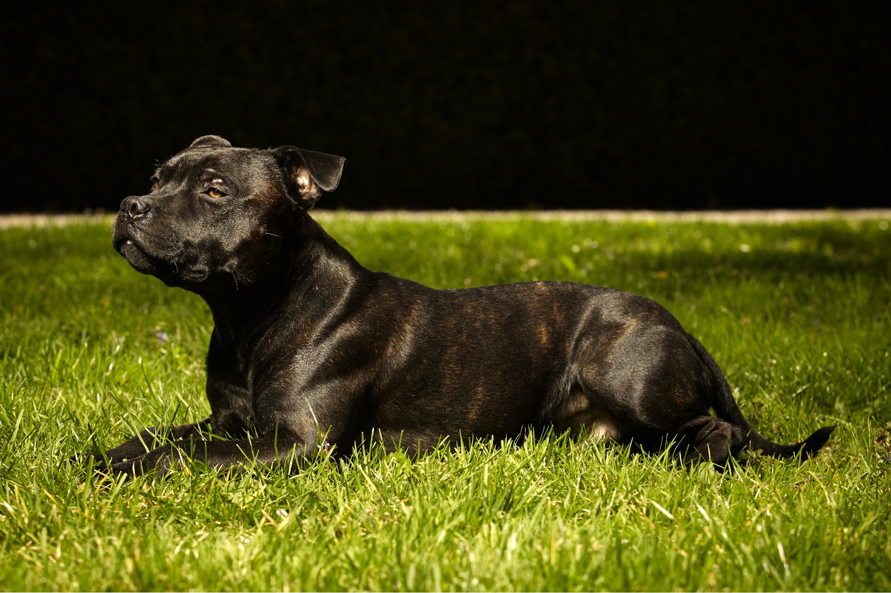 Découvrez l'histoire fascinante du Staffie : origines et évolutions