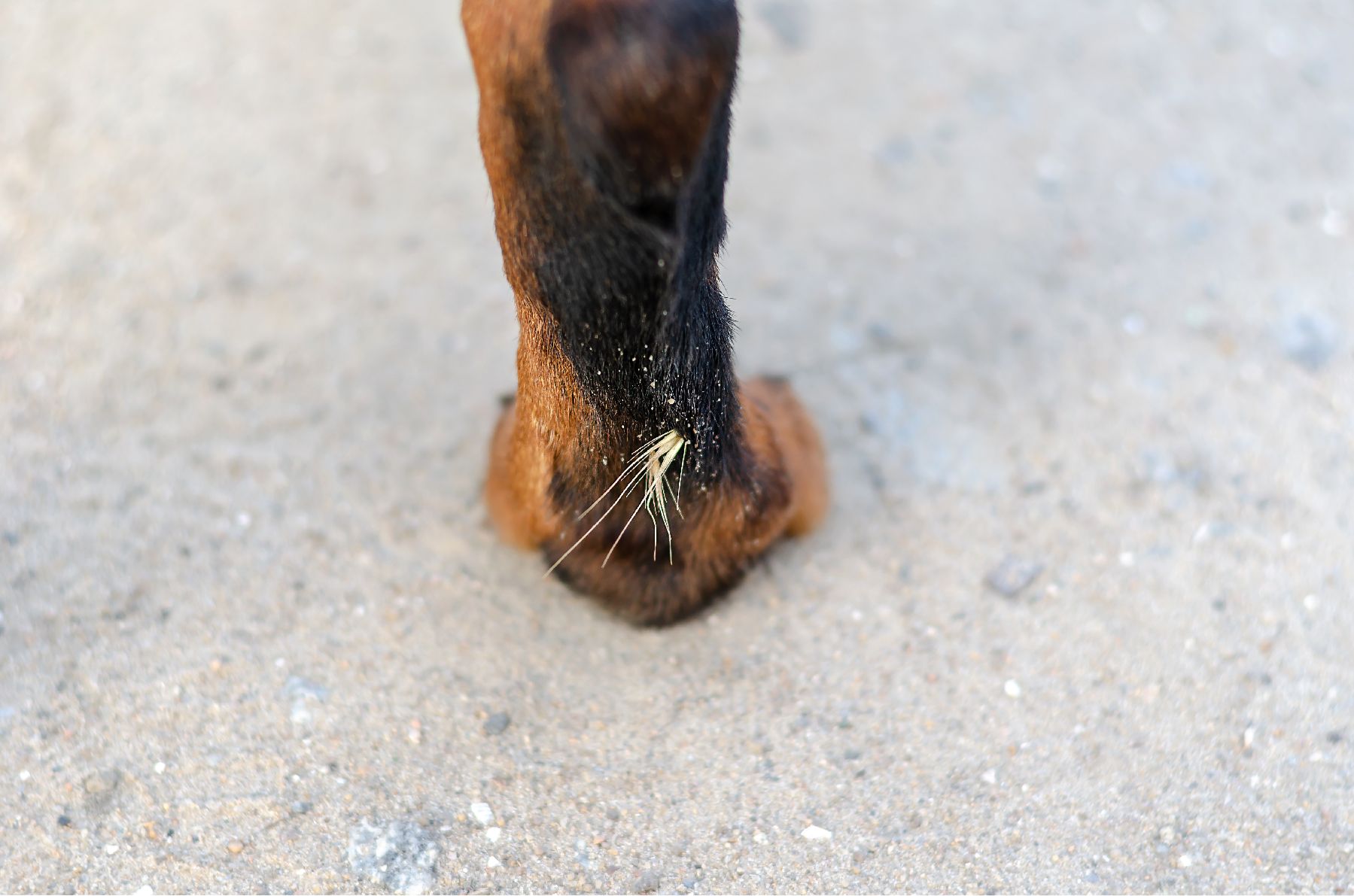 Découvrez les risques des épillets pour votre chien : protégez-le dès ...