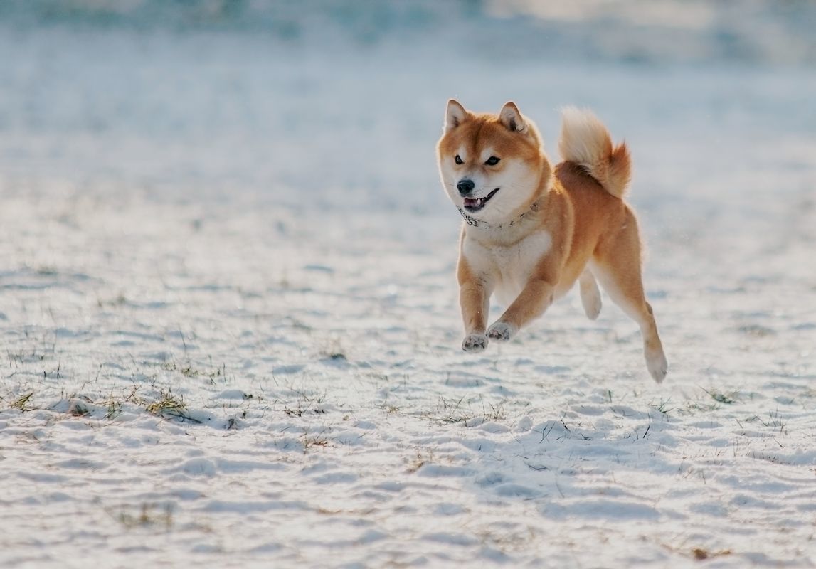 Le shiba inu : prix, caractère, alimentation et éducation