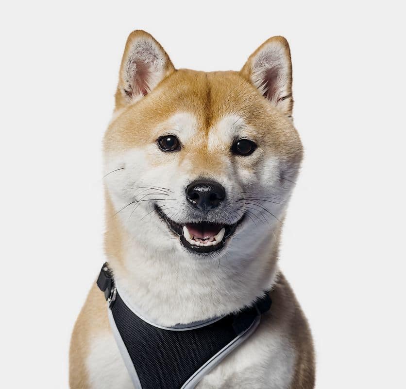 Le shiba inu : prix, caractère, alimentation et éducation